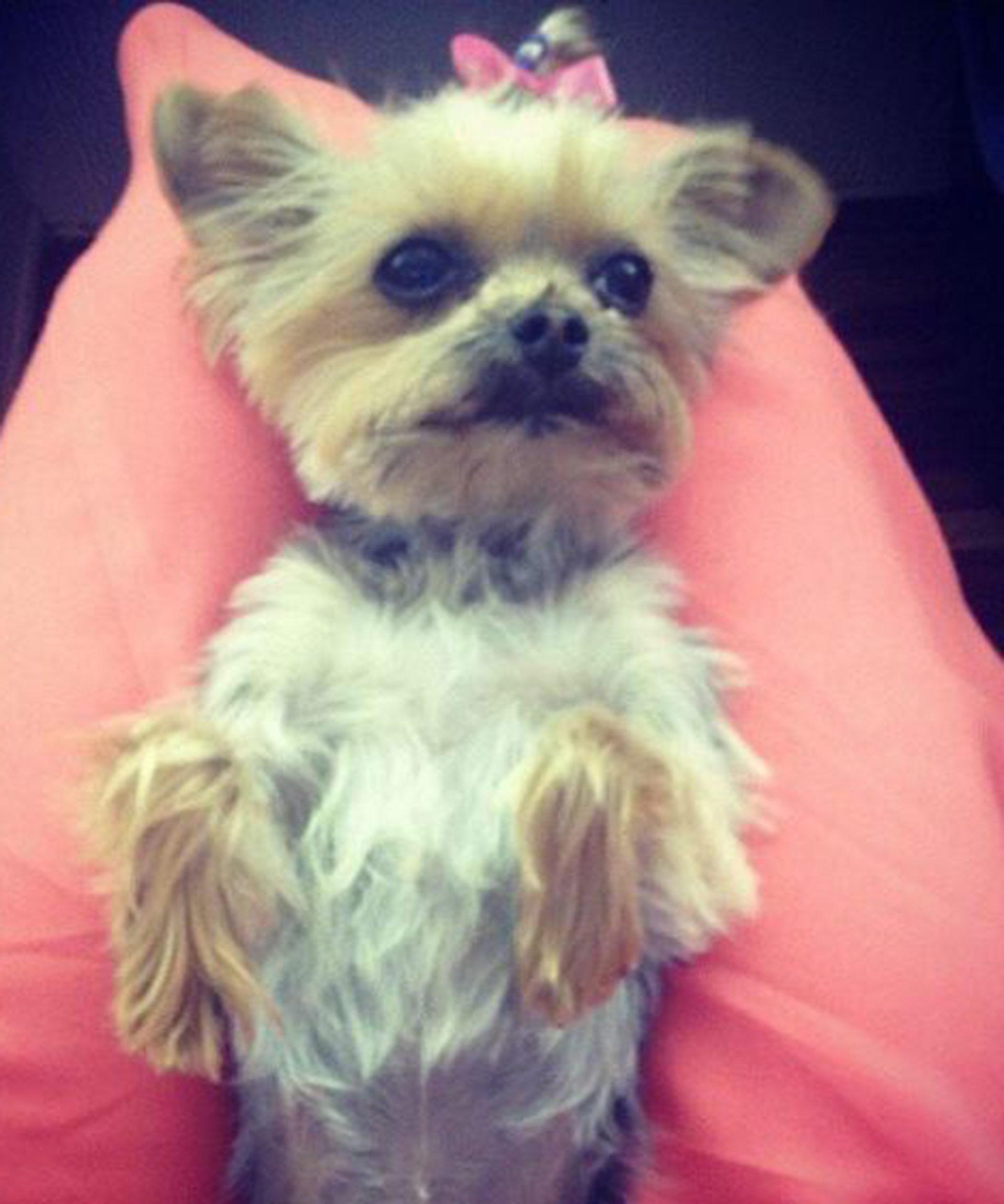 Aussie authorities against Johnny Depp's dogs Pistol and Boo