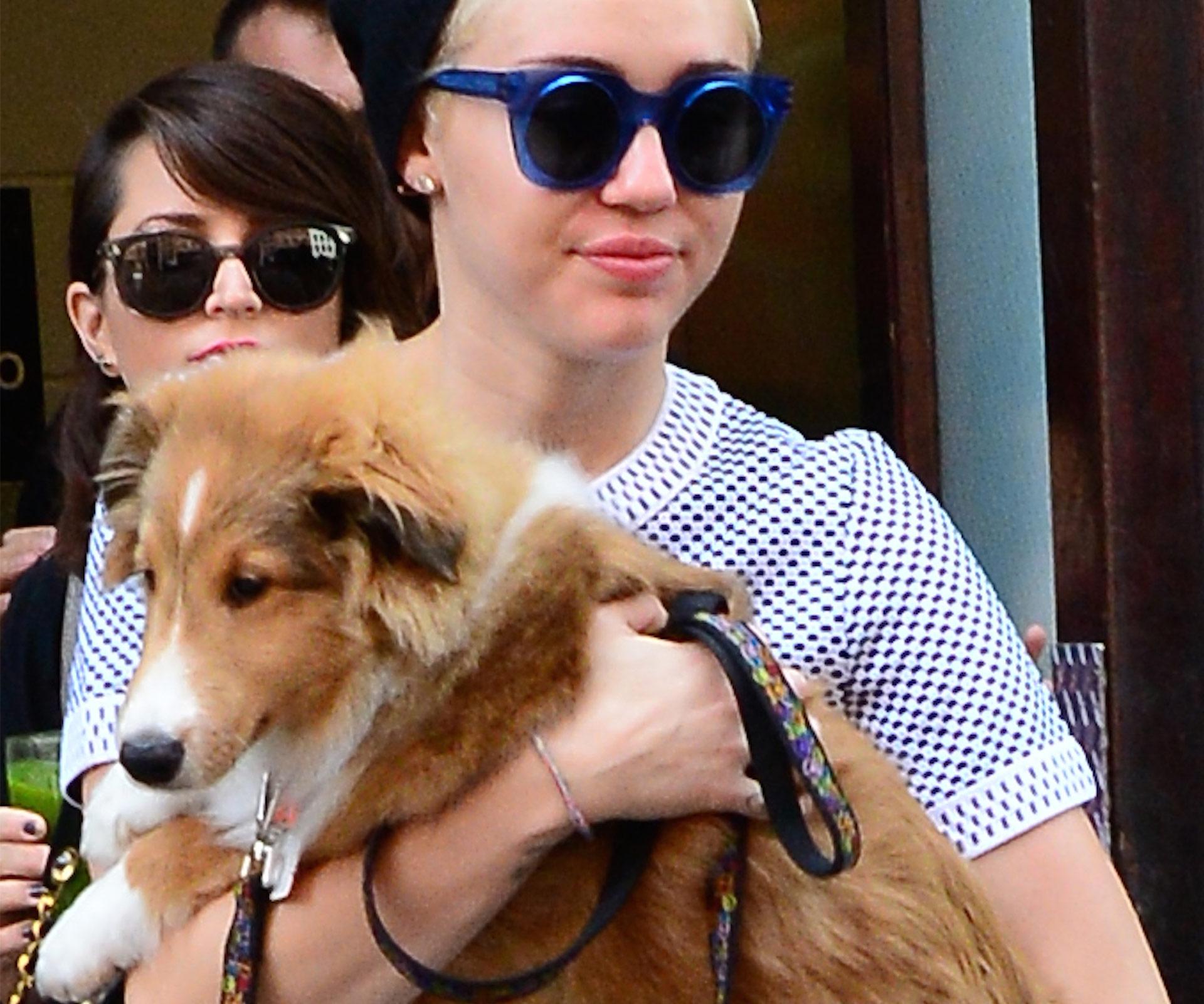 So in ruff! Hollywood's favourite fluffy friends