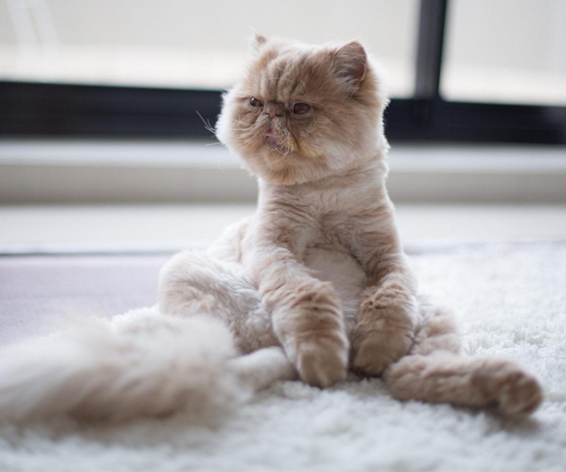Meet Australia's Grumpy Cat, Winston Smushface