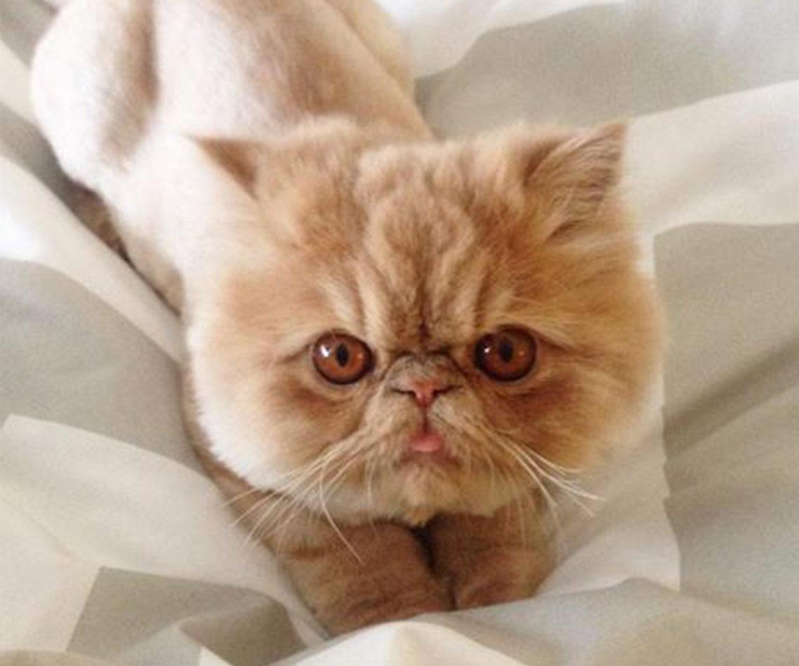 Meet Australia's Grumpy Cat, Winston Smushface
