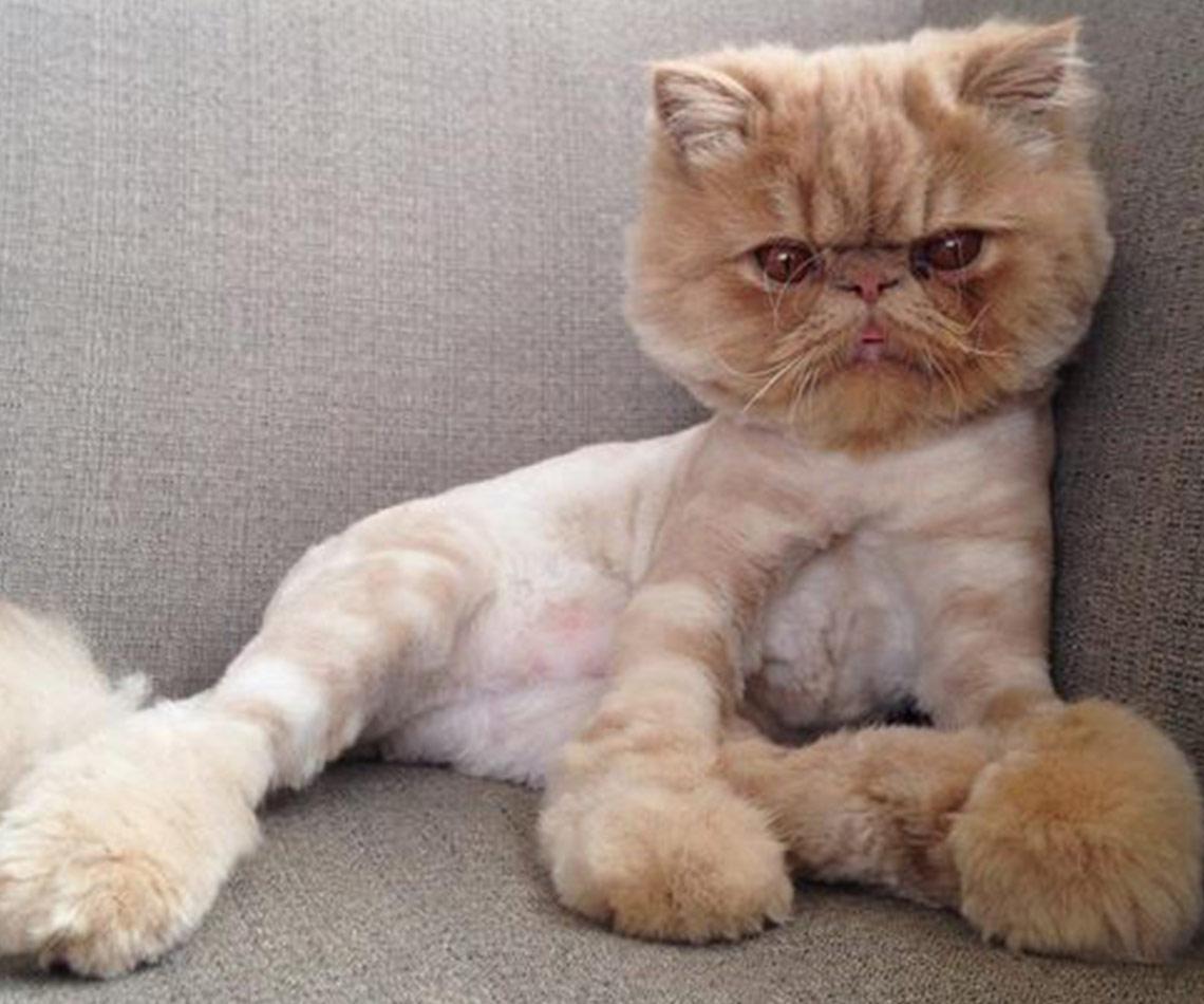 Meet Australia's Grumpy Cat, Winston Smushface