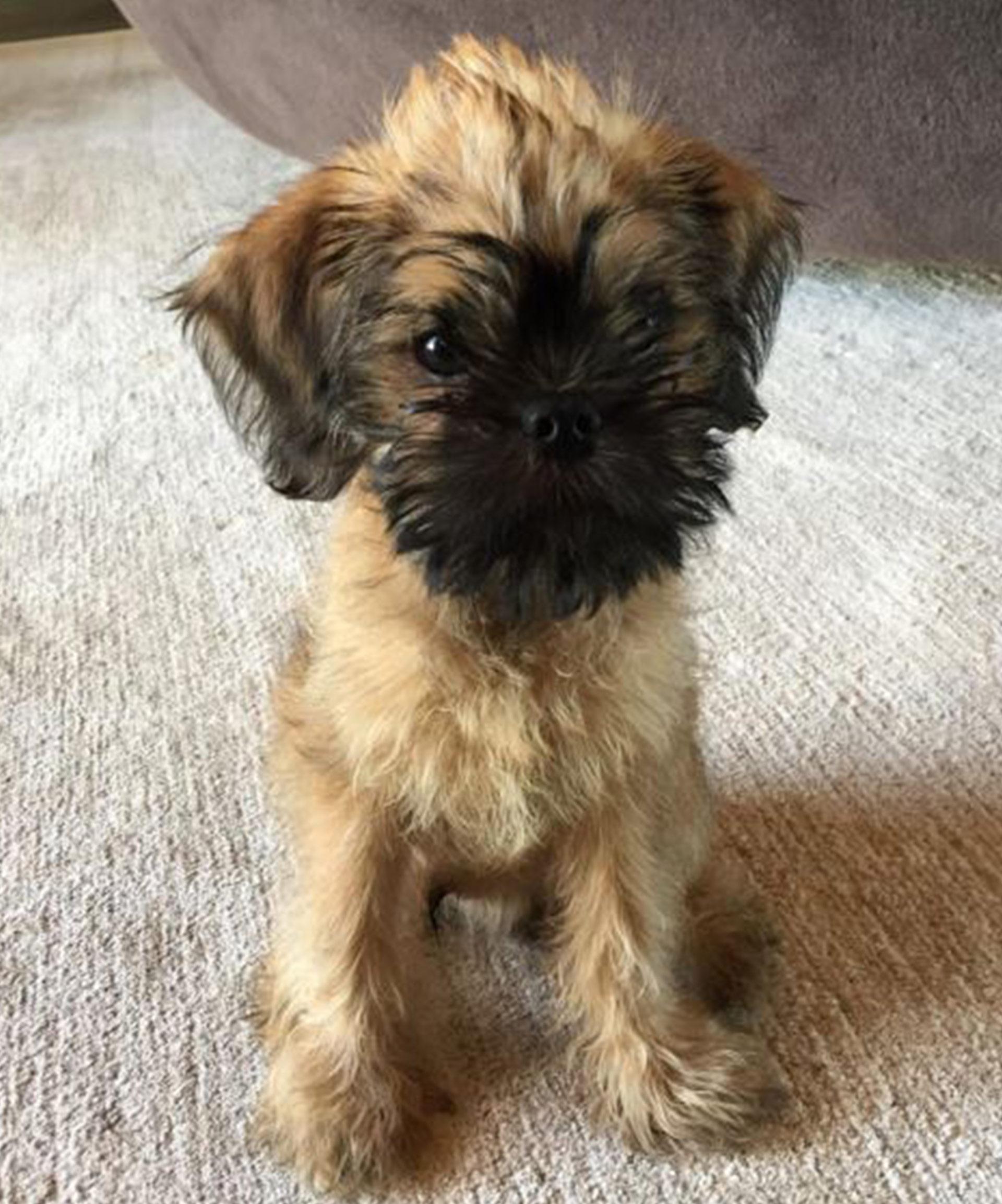 Ellen DeGeneres and Portia de Rossi adopt: Meet “Kid!”