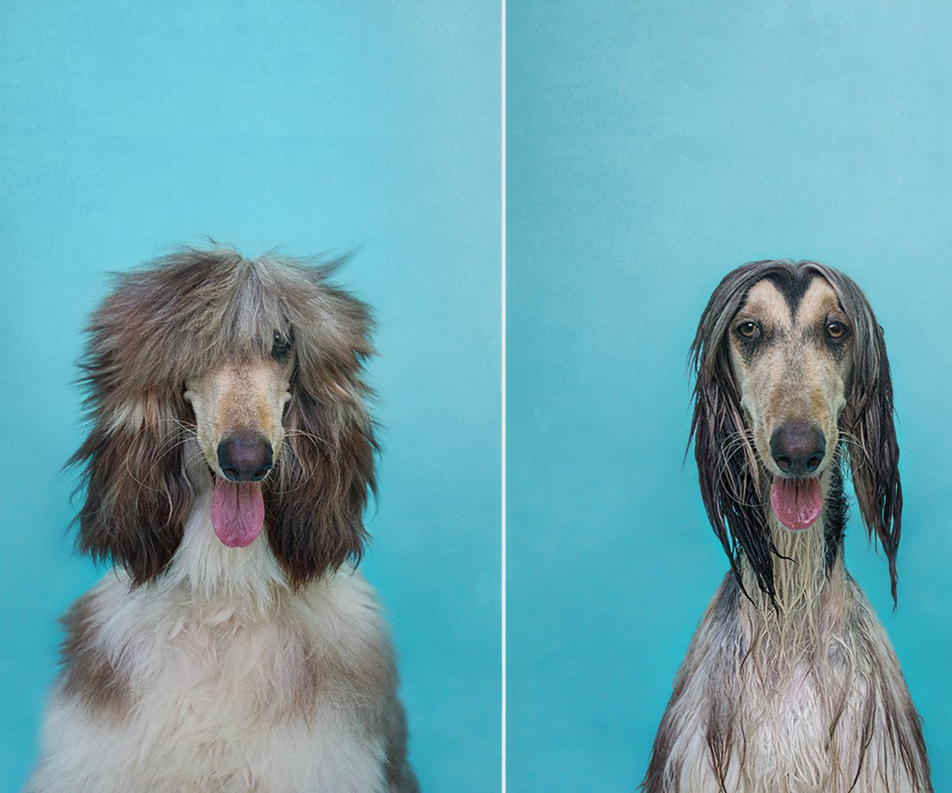 Portraits of dogs before and after bath time