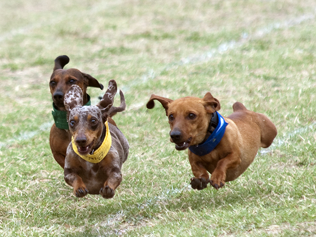 Melbourne to host a sausage dog race next month