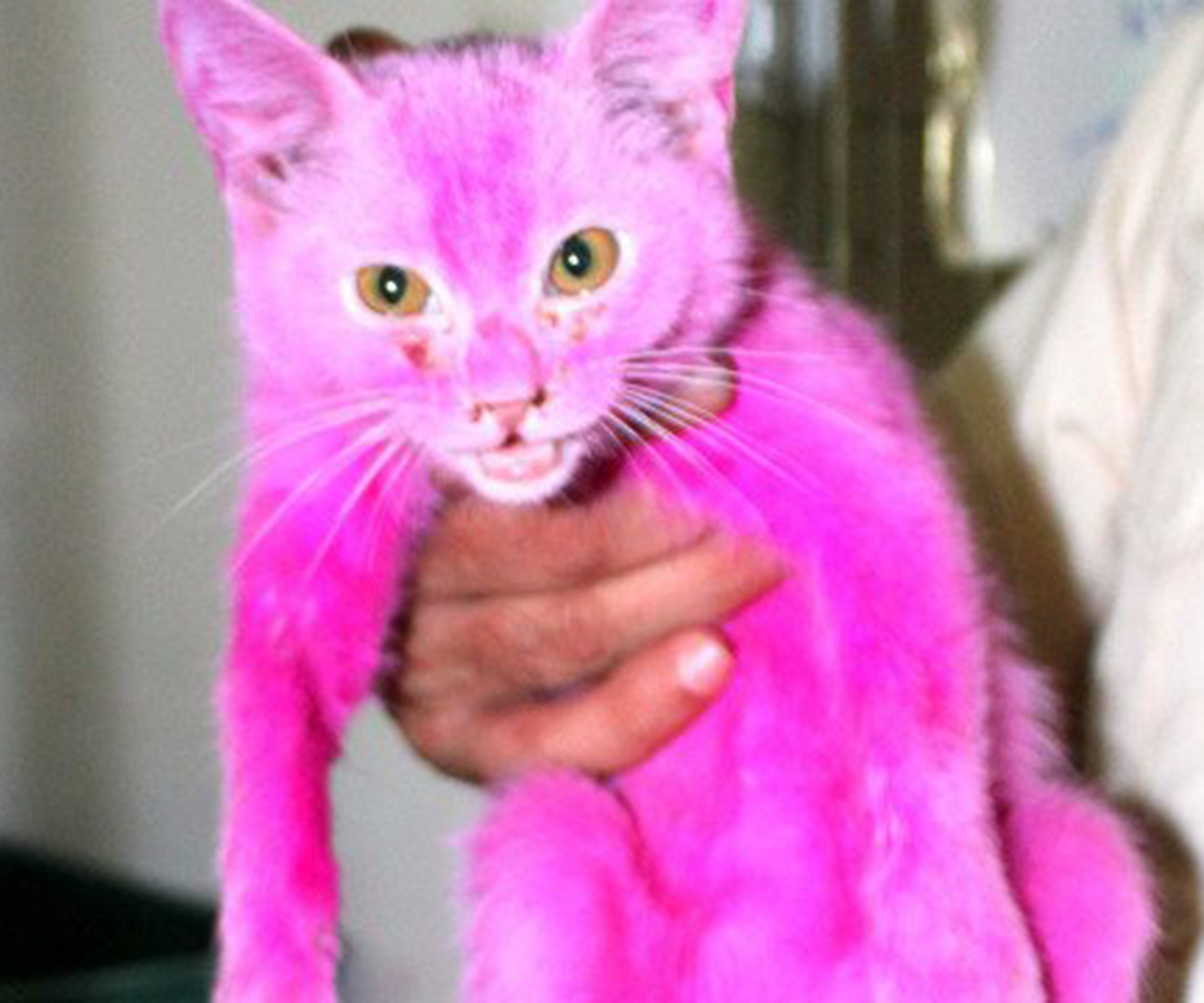 Cat dyed pink with house paint rescued from market
