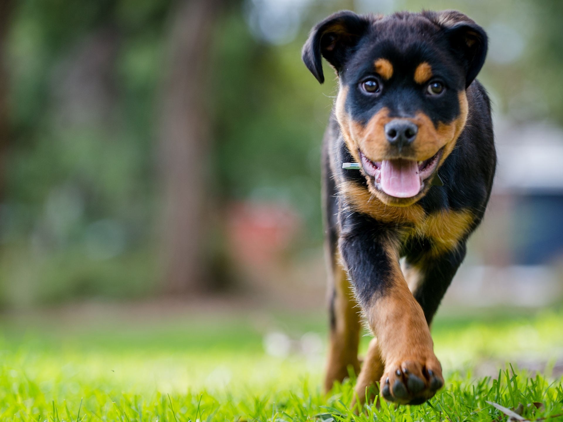 Details of 2017 PETStock's Pet Adoption Day