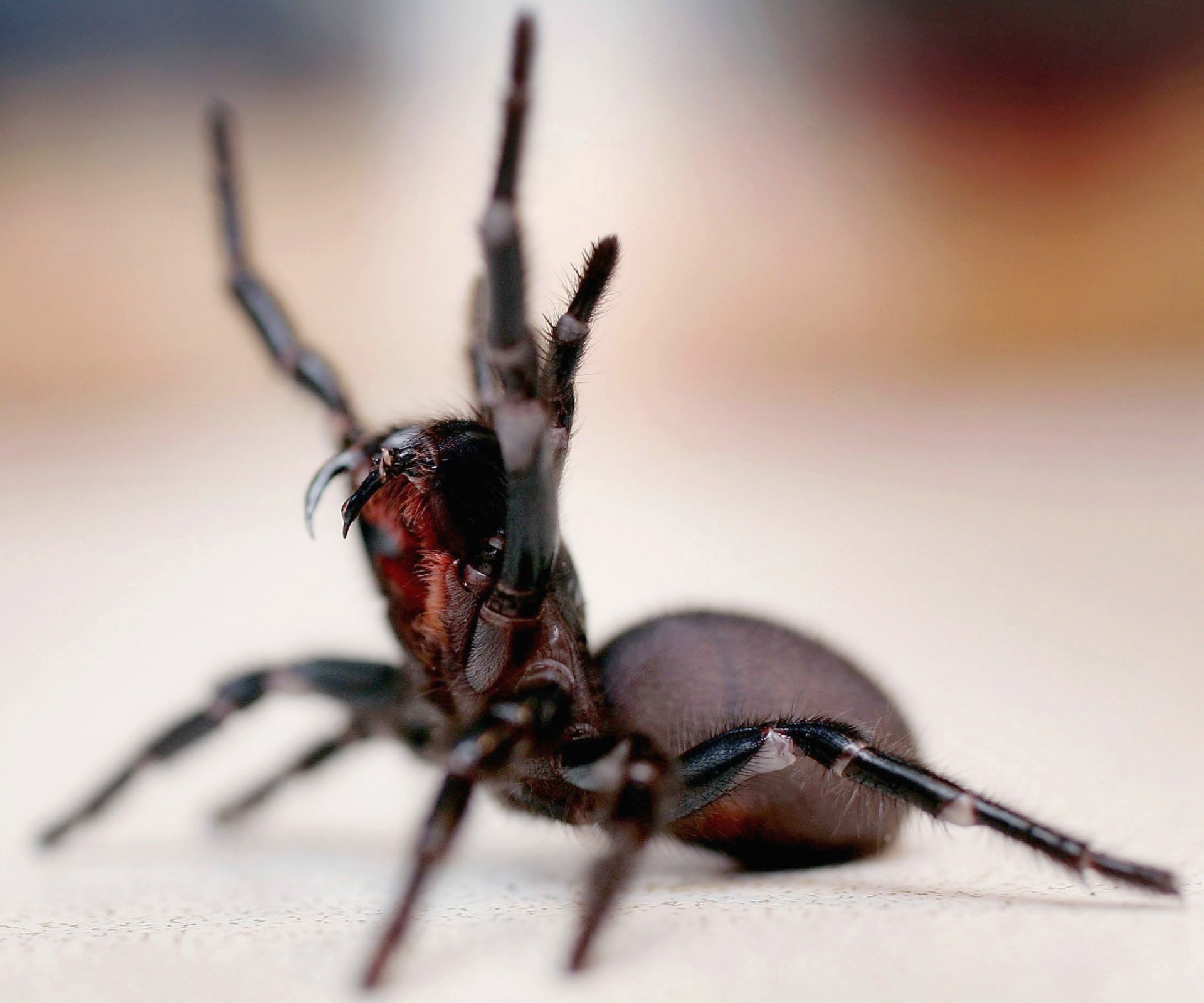 Venom from funnel web spider may help stroke victims