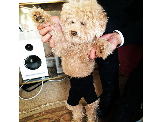 Hollywood’s most pampered pets