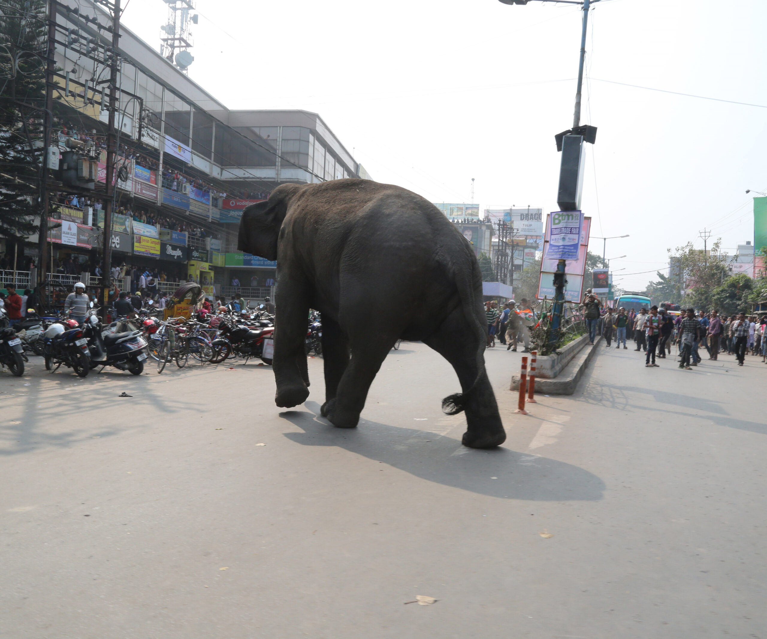 IN PICTURES: Wild elephant goes on terrifying rampage in India