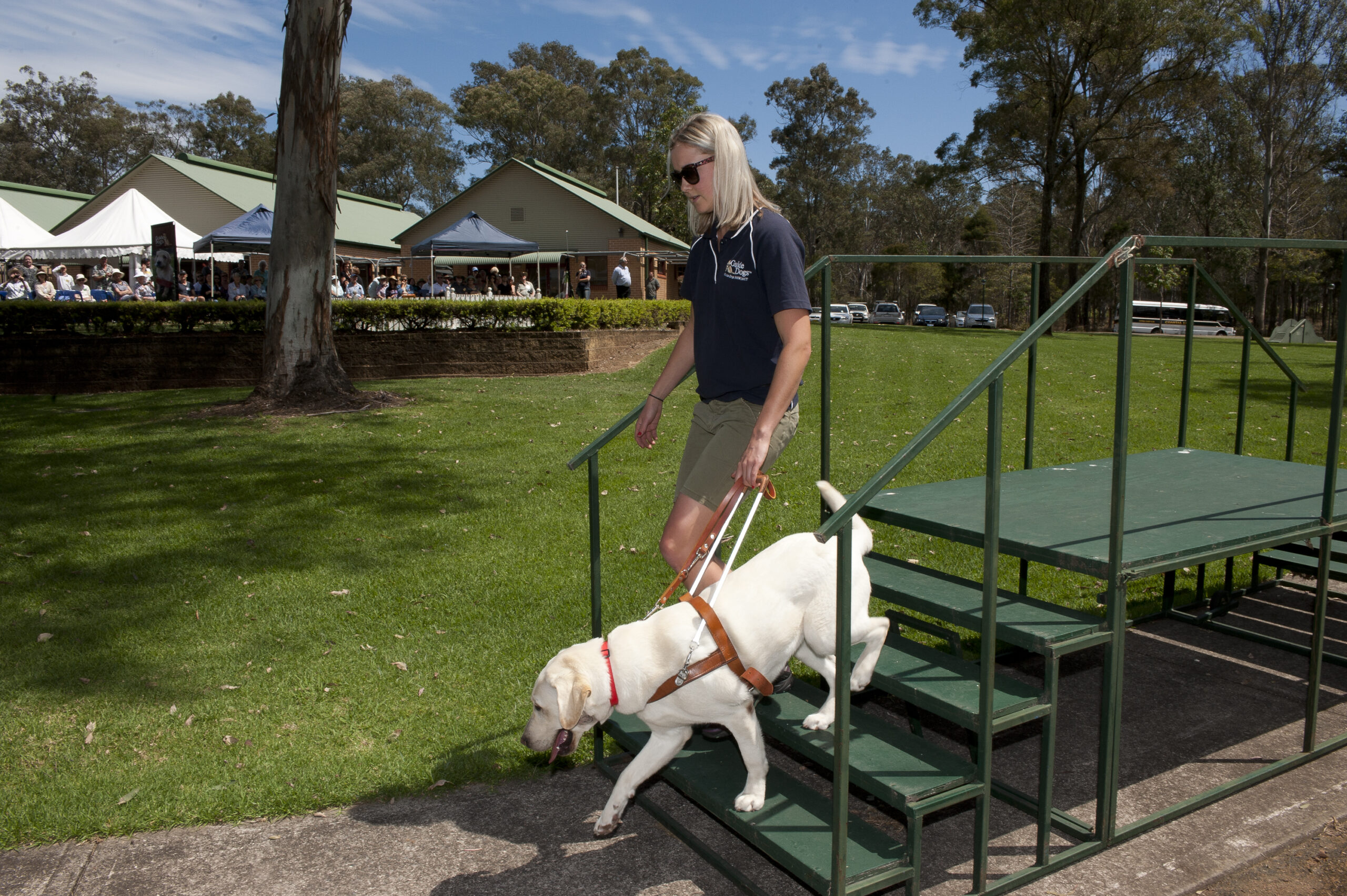 16 dogs graduated as Guide Dogs in NSW today