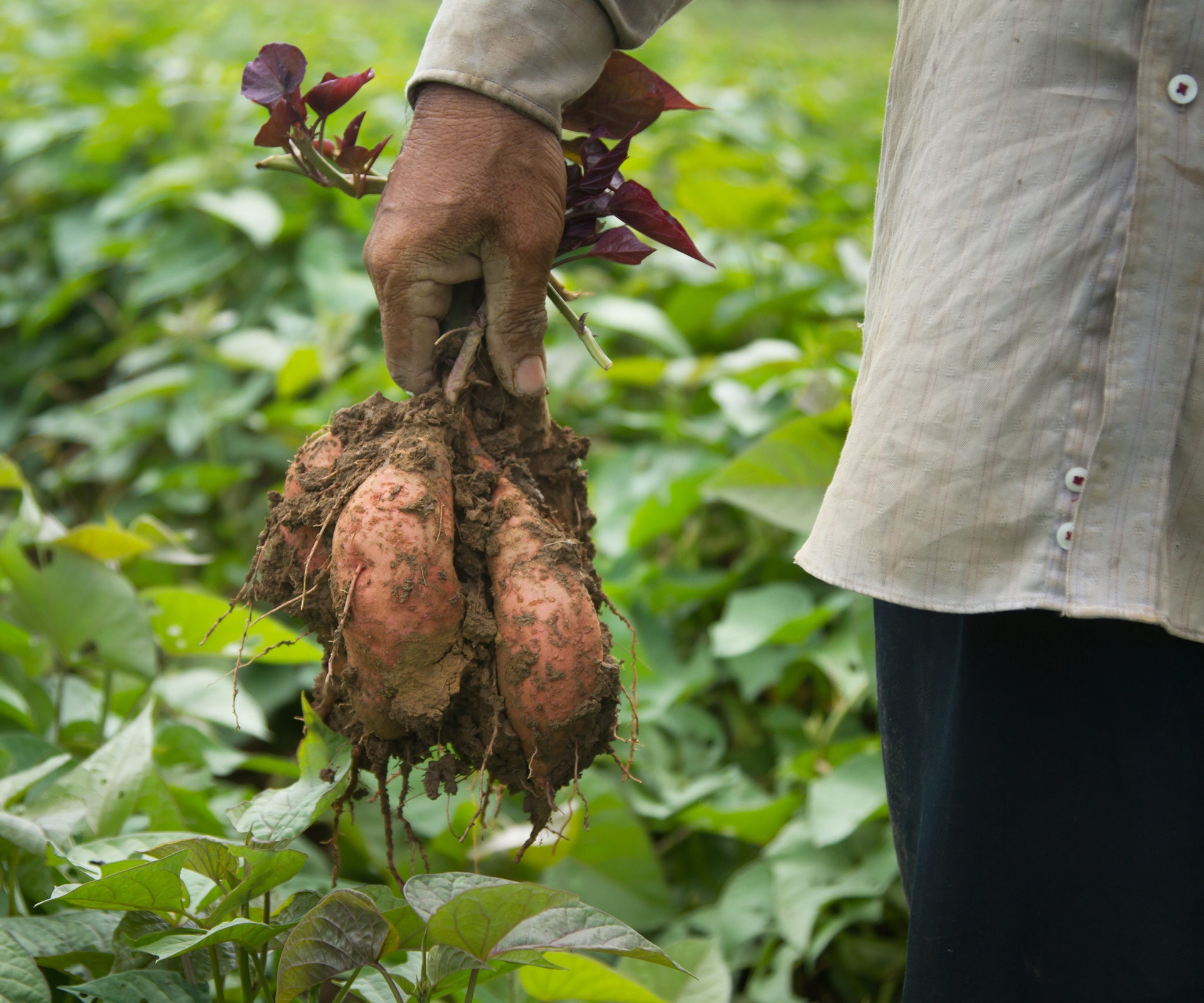 Sweet potato wastewater aids weight loss and digestion