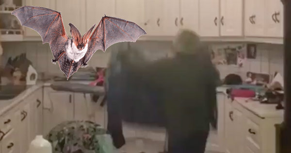 Watch: Irish family hilariously trying to capture rogue bat
