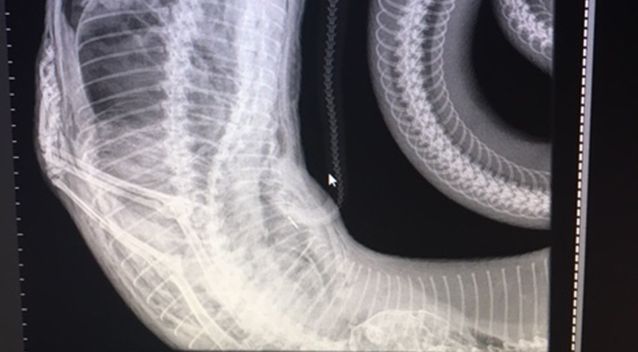 Snake catcher finds missing pet inside belly of a snake