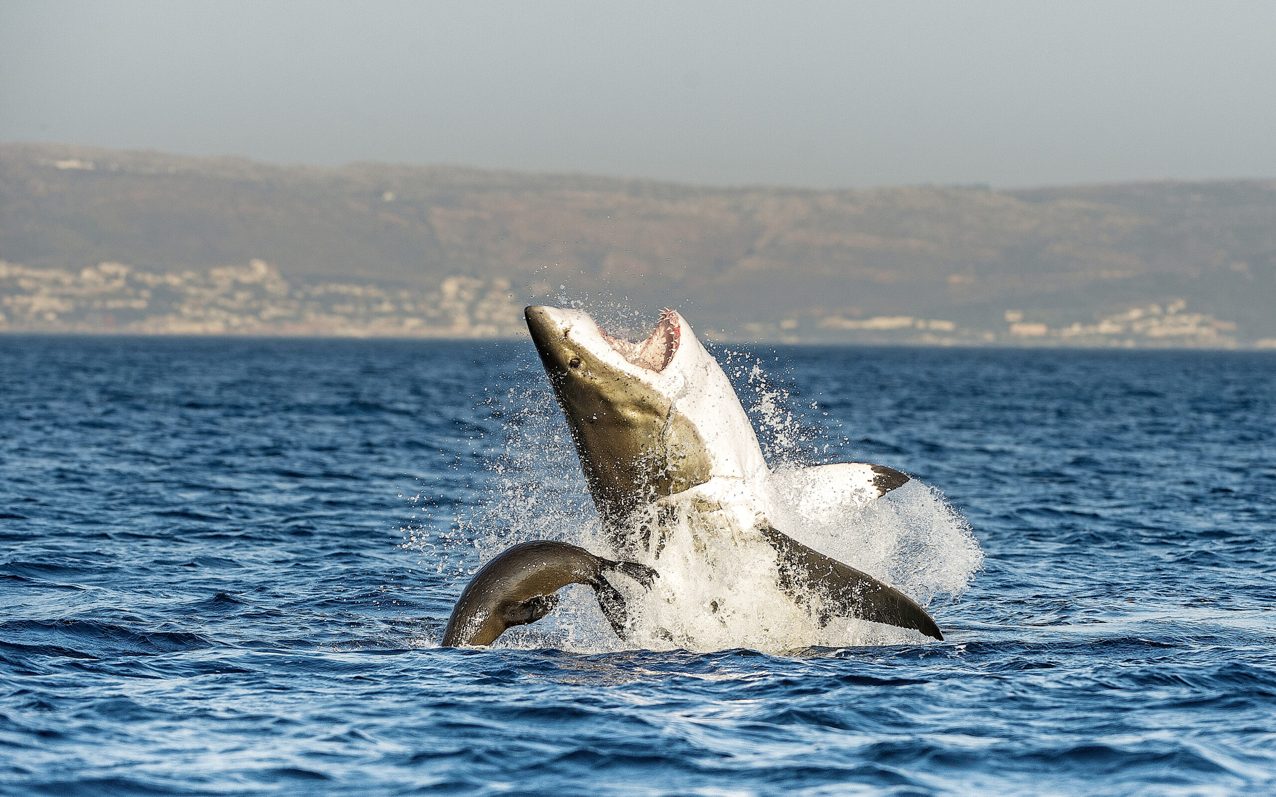 Paul de Gelder: From shark attack victim to Shark Week superstar