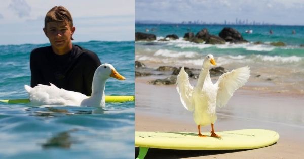 Meet the duck who has shot to surfing stardom!